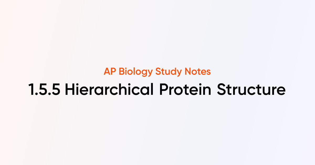 Hierarchical Protein Structure (1.5.5) | AP Biology Notes | TutorChase