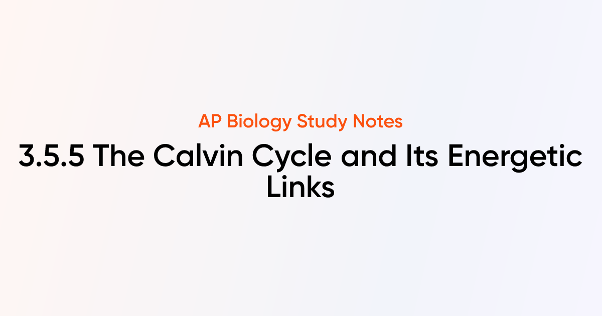 The Calvin Cycle and Its Energetic Links (3.5.5) | AP Biology Notes ...