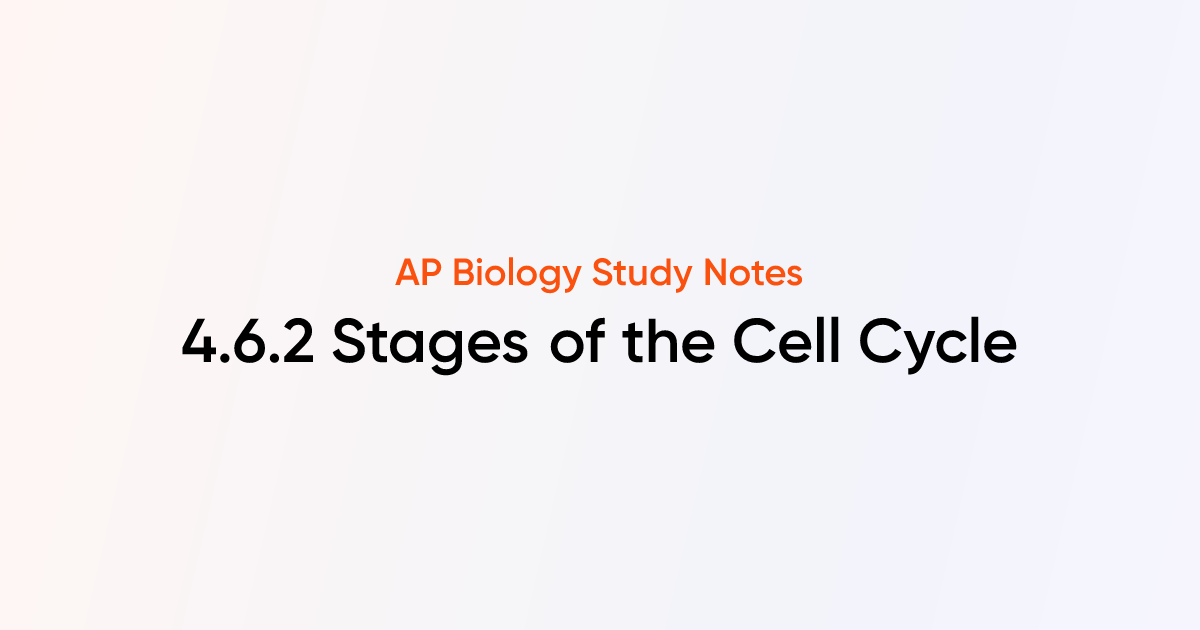 Stages of the Cell Cycle (4.6.2) | AP Biology Notes | TutorChase