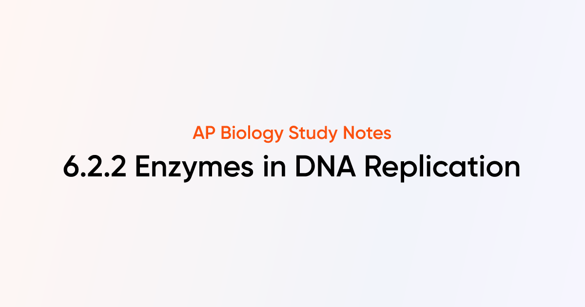 Enzymes in DNA Replication (6.2.2) | AP Biology Notes | TutorChase