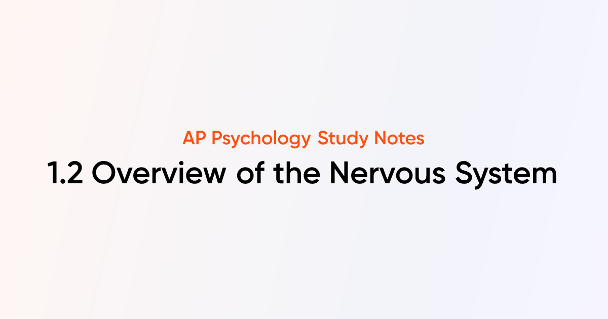 Overview of the Nervous System (1.2) | AP Psychology Notes | TutorChase