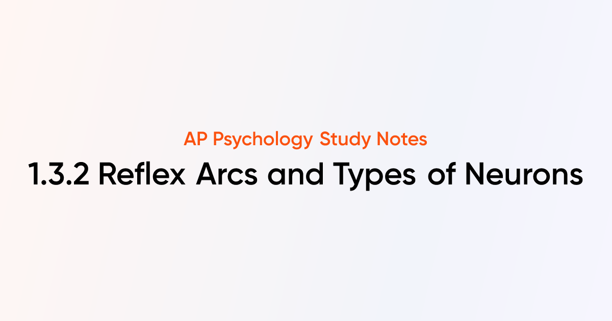 Reflex Arcs and Types of Neurons (1.3.2) | AP Psychology Notes | TutorChase