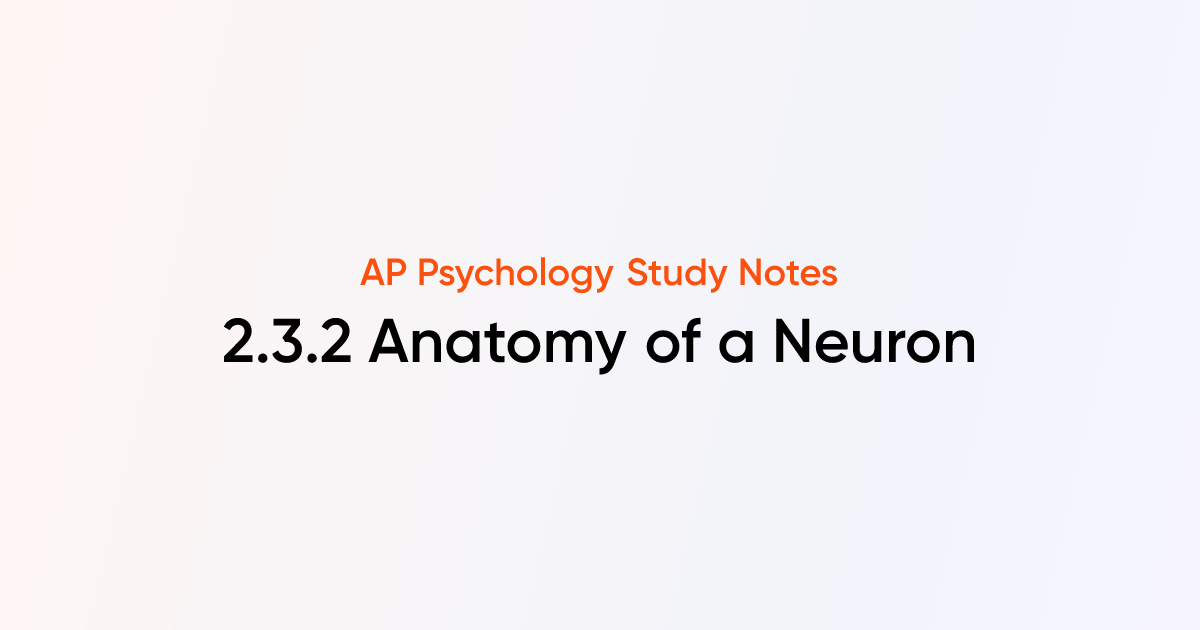 2.3.2 Anatomy of a Neuron | AP Psychology Notes | TutorChase