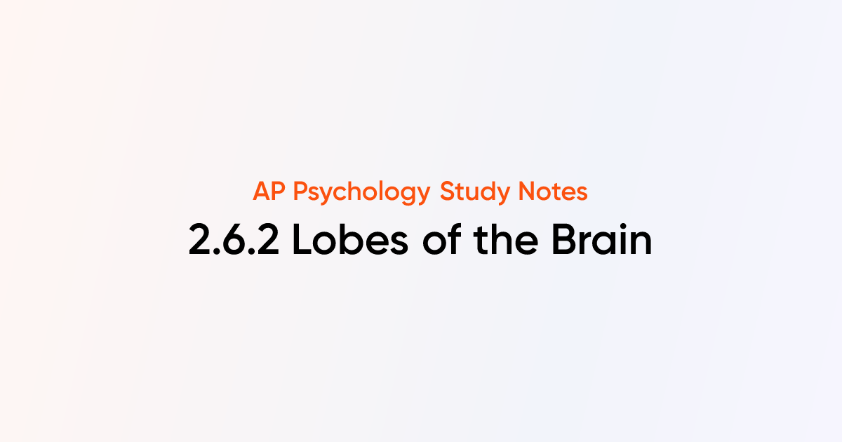 2.6.2 Lobes of the Brain | AP Psychology Notes | TutorChase