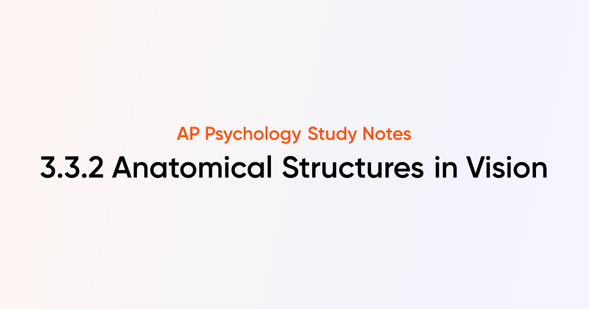 3.3.2 Anatomical Structures in Vision | AP Psychology Notes | TutorChase