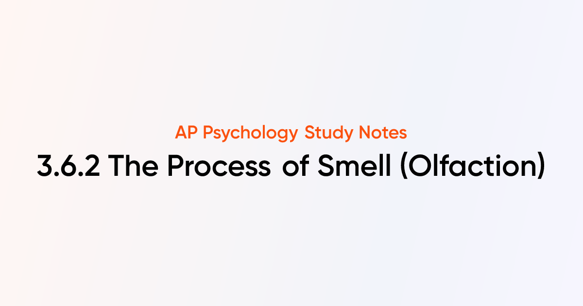 3.6.2 The Process of Smell (Olfaction) | AP Psychology Notes | TutorChase