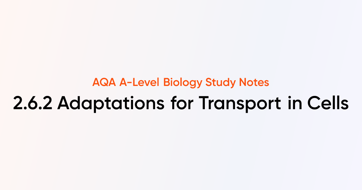 Adaptations for Transport in Cells (2.6.2) | AQA A-Level Biology Notes ...