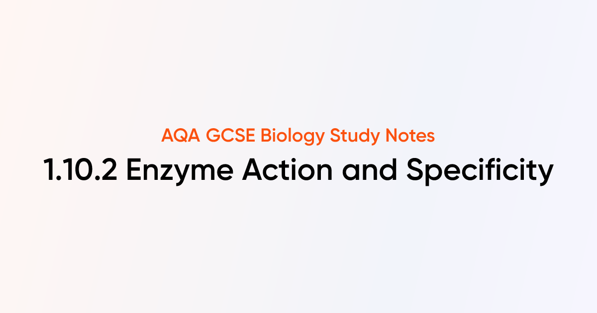 Enzyme Action and Specificity (1.10.2) | AQA GCSE Biology Notes ...
