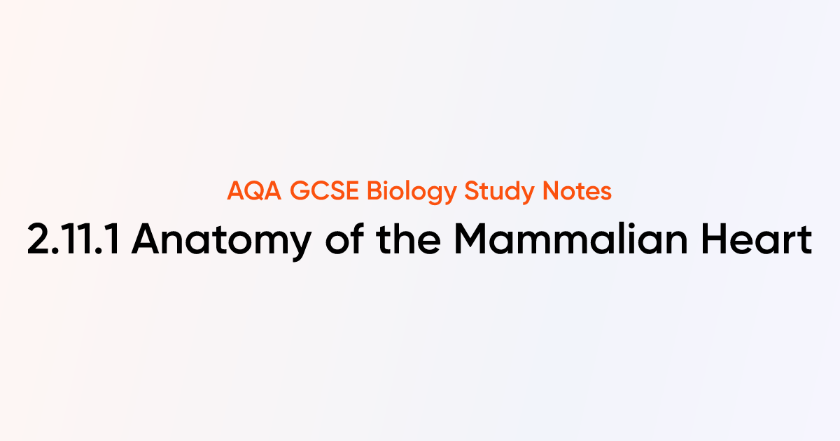 Anatomy of the Mammalian Heart (2.11.1) | AQA GCSE Biology Notes ...