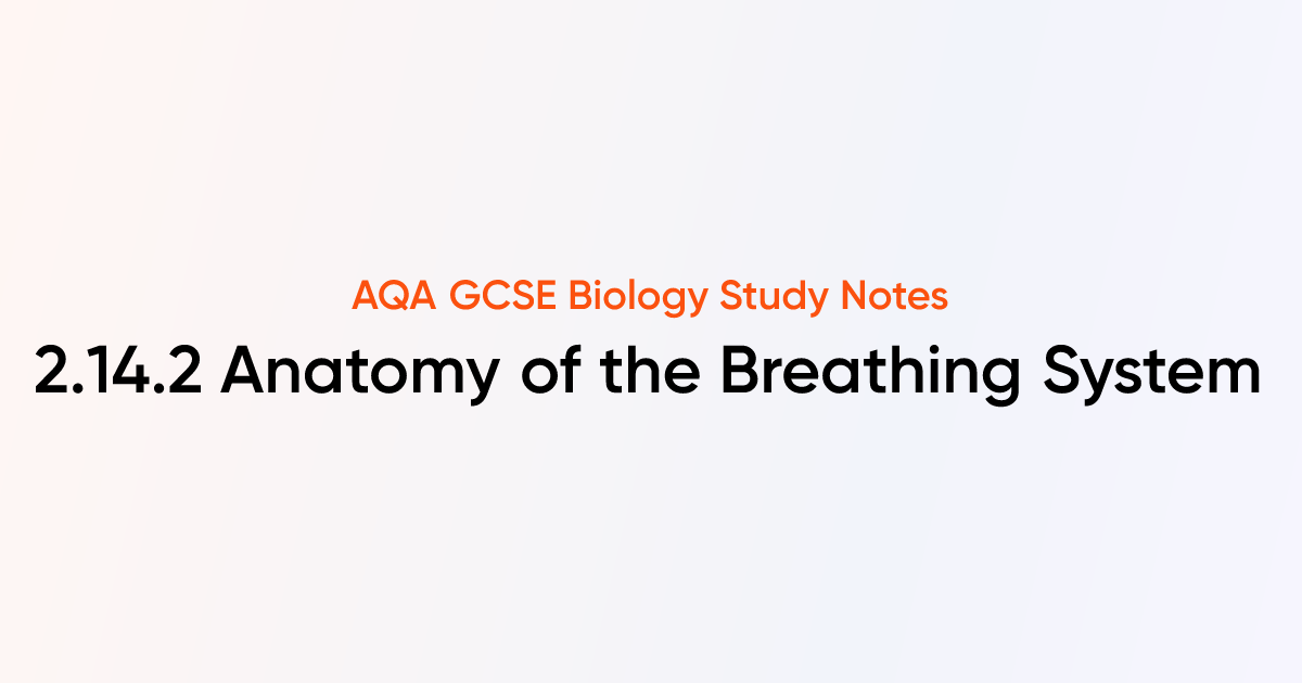 Anatomy of the Breathing System (2.14.2) | AQA GCSE Biology Notes ...