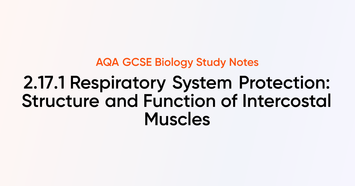 Respiratory System Protection: Structure and Function of Intercostal ...