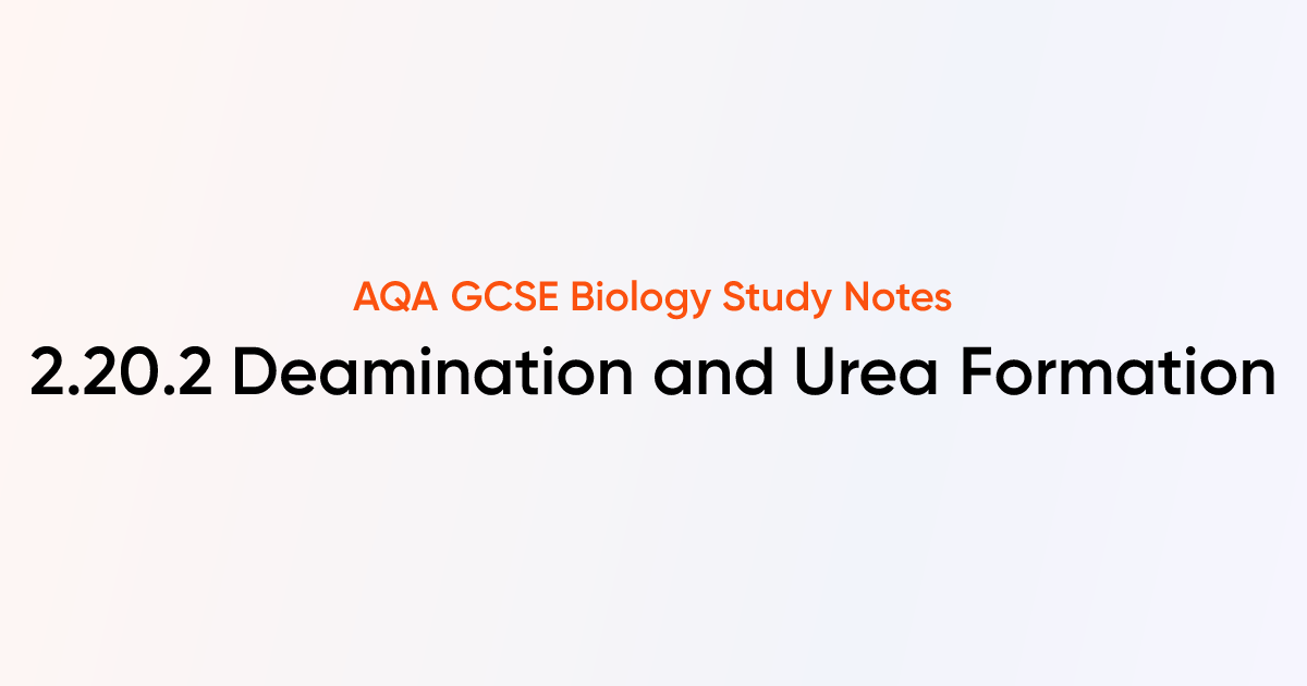 Deamination and Urea Formation (2.20.2) | AQA GCSE Biology Notes ...