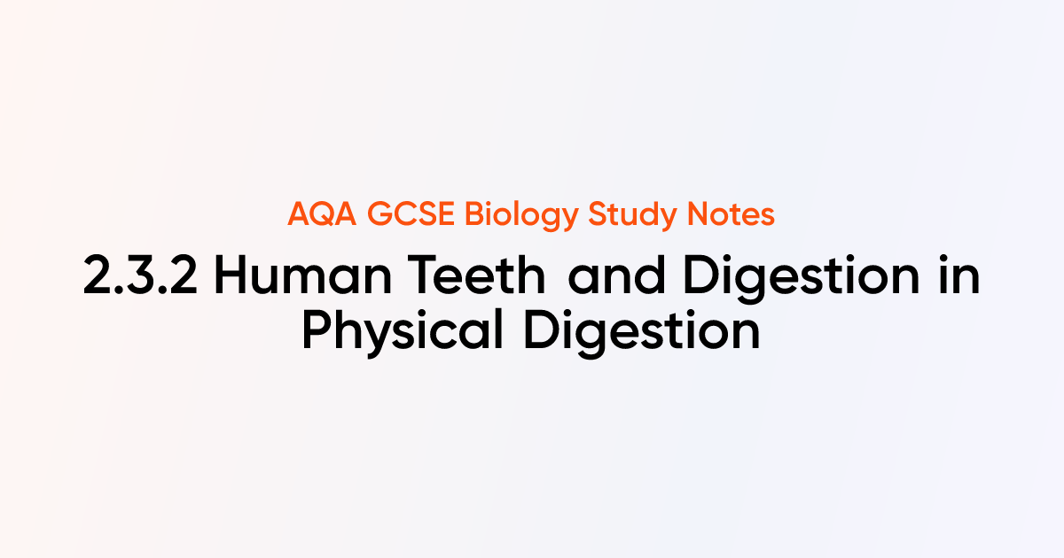 Human Teeth and Digestion in Physical Digestion (2.3.2) | AQA GCSE ...