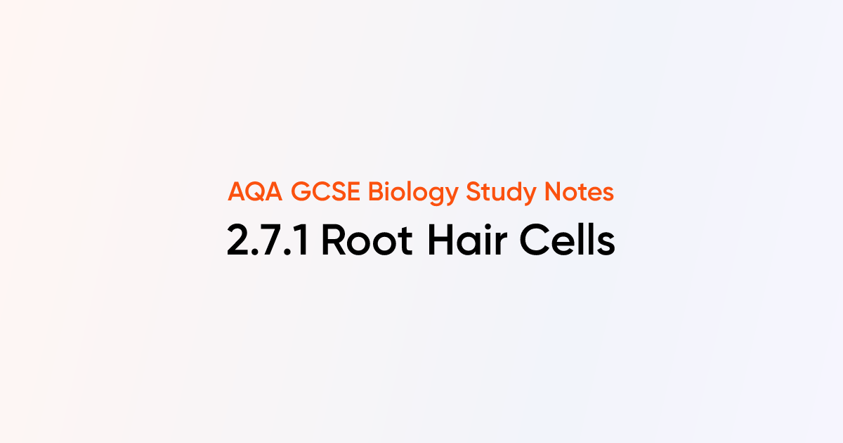 Root Hair Cells (2.7.1) | AQA GCSE Biology Notes | TutorChase