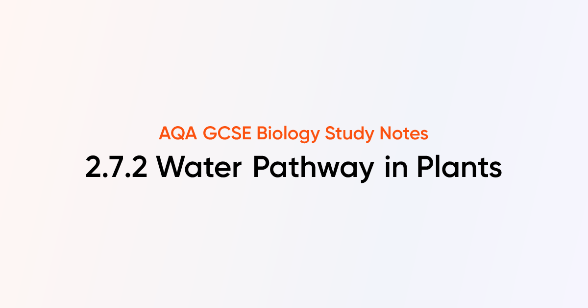 Water Pathway in Plants (2.7.2) | CIE IGCSE Biology Notes | TutorChase