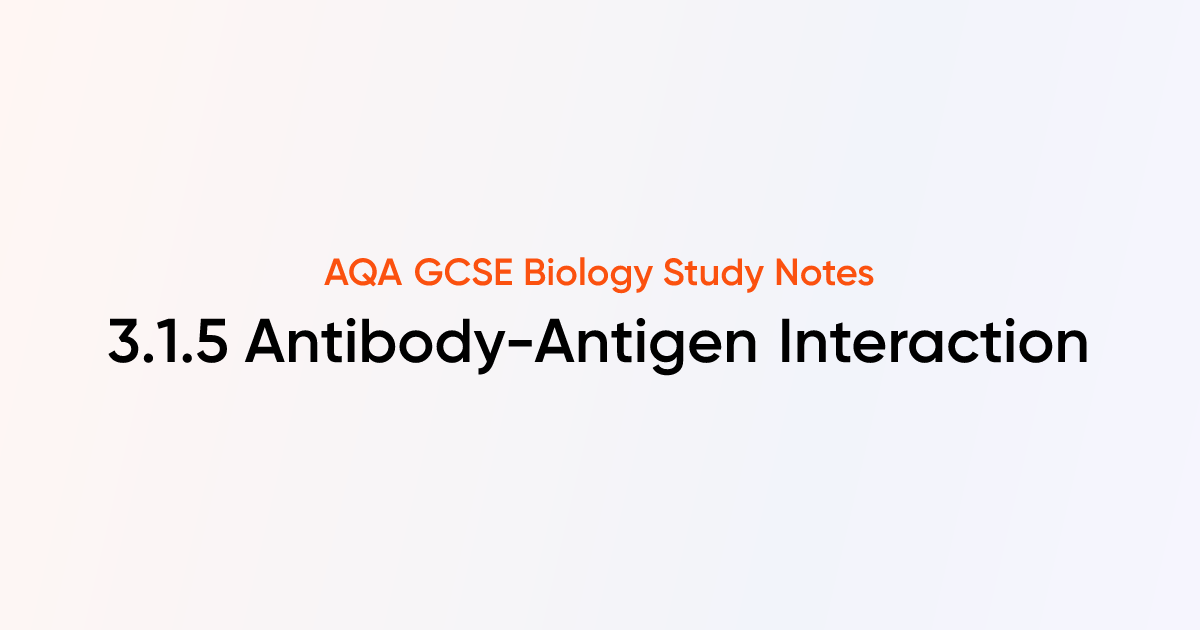 Antibody-Antigen Interaction (3.1.5) | AQA GCSE Biology Notes | TutorChase