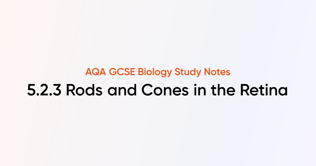 Rods and Cones in the Retina (5.2.3) | AQA GCSE Biology Notes | TutorChase