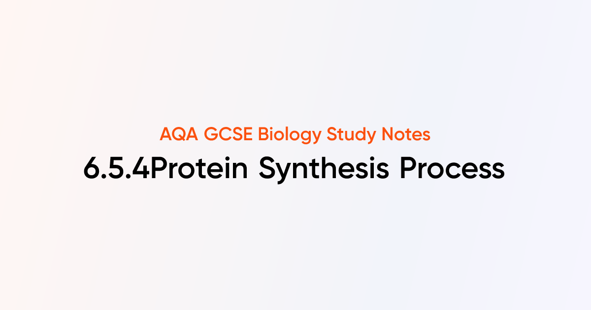 Protein Synthesis Process (6.5.4) | AQA GCSE Biology Notes | TutorChase