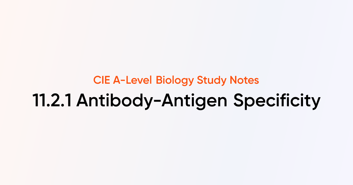 Antibody-Antigen Specificity (11.2.1) | CIE A-Level Biology Notes ...