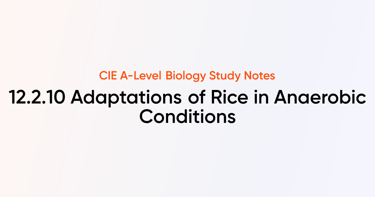 Adaptations of Rice in Anaerobic Conditions (12.2.10) | CIE A-Level ...