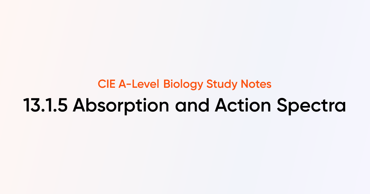 Absorption and Action Spectra (13.1.5) | CIE A-Level Biology Notes ...