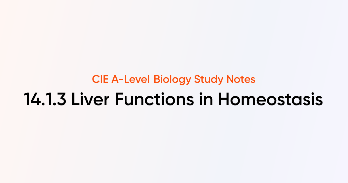 Liver Functions in Homeostasis (14.1.3) | CIE A-Level Biology Notes ...