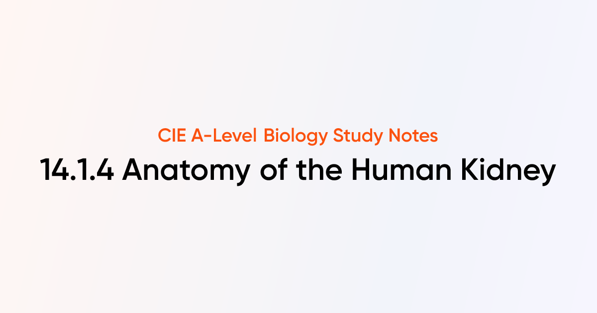 Anatomy of the Human Kidney (14.1.4) | CIE A-Level Biology Notes ...
