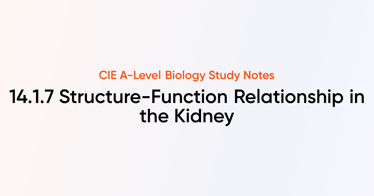 Structure-Function Relationship in the Kidney (14.1.7) | CIE A-Level ...