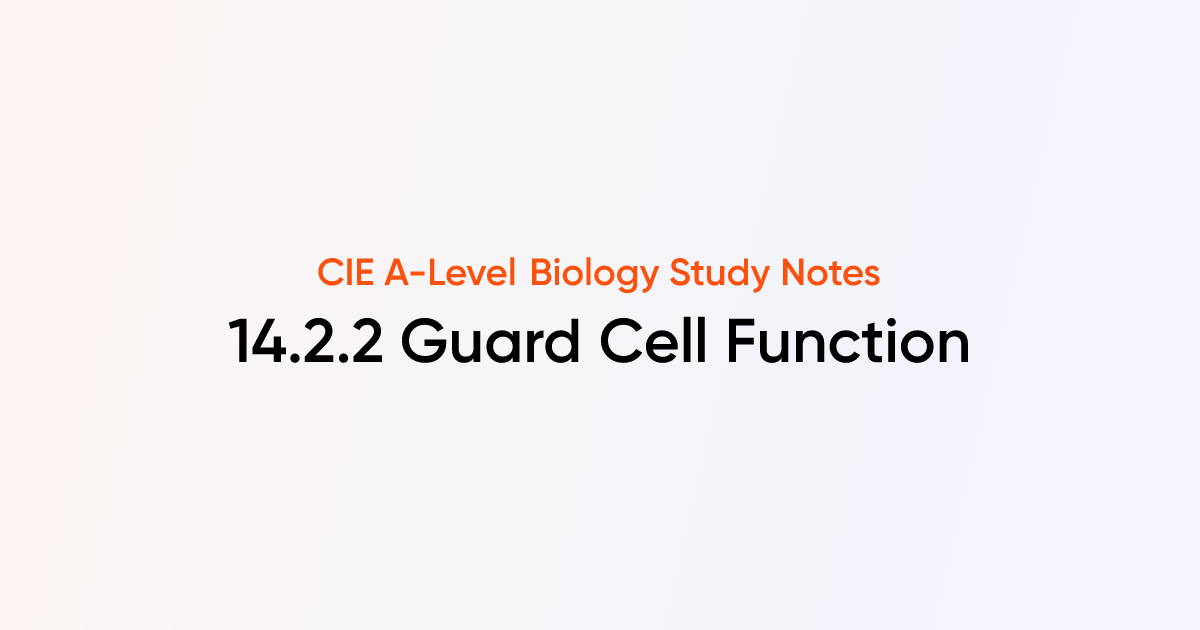 Guard Cell Function (14.2.2) | CIE A-Level Biology Notes | TutorChase