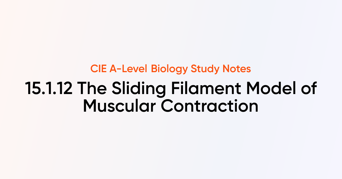 The Sliding Filament Model of Muscular Contraction (15.1.12) | CIE A ...