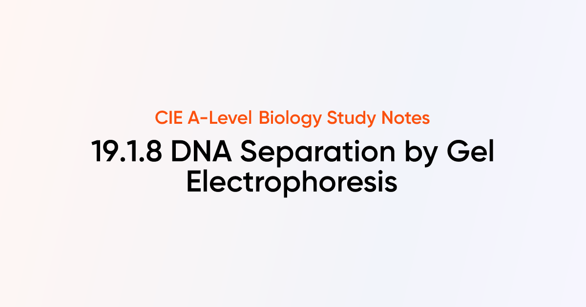DNA Separation by Gel Electrophoresis (19.1.8) | CIE A-Level Biology ...