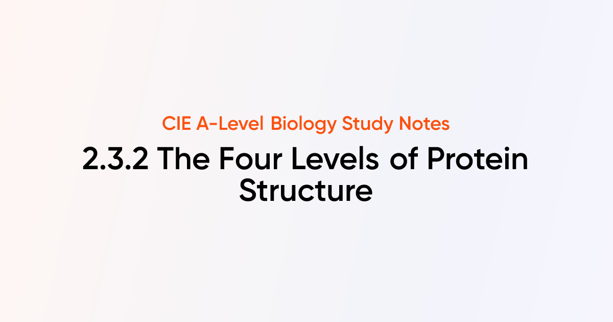 The Four Levels of Protein Structure (2.3.2) | CIE A-Level Biology ...
