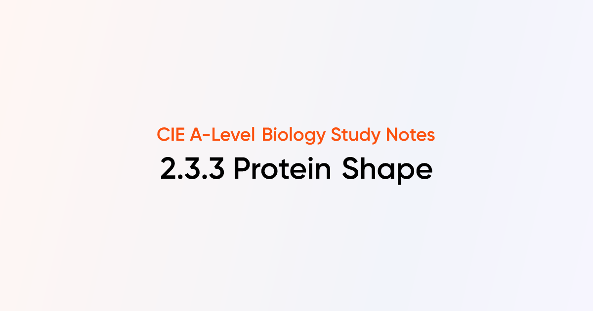 Protein Shape (2.3.3) | CIE A-Level Biology Notes | TutorChase
