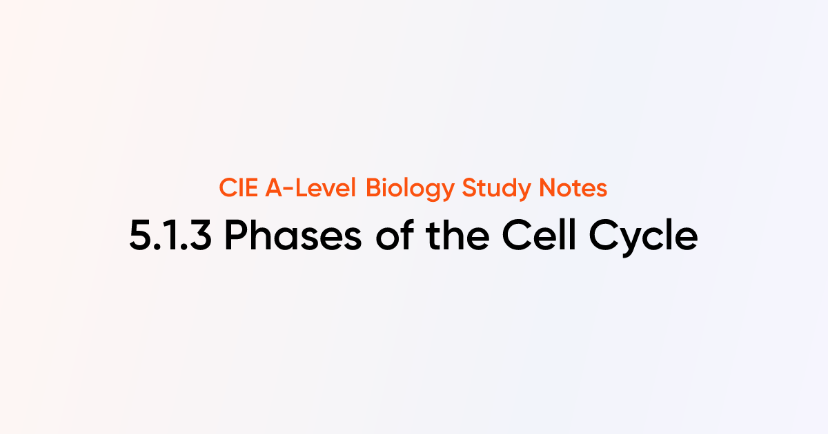 Phases of the Cell Cycle (5.1.3) | CIE A-Level Biology Notes | TutorChase