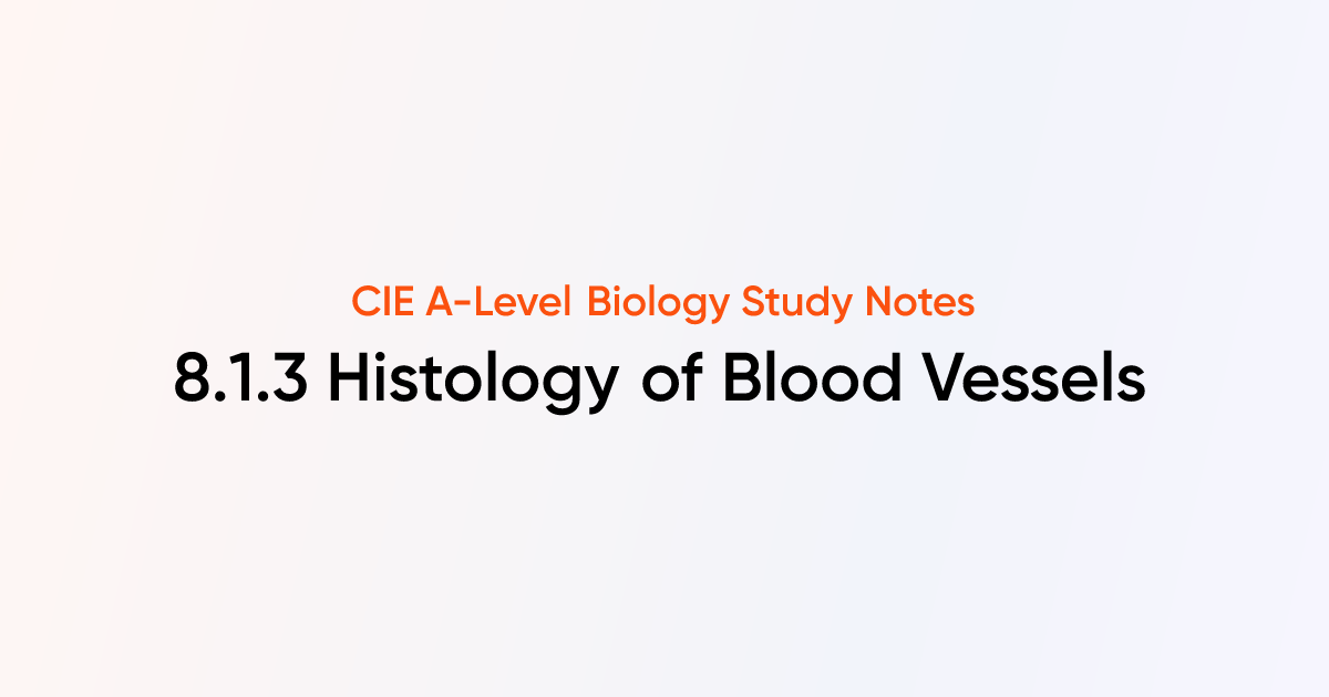Histology of Blood Vessels (8.1.3) | CIE A-Level Biology Notes | TutorChase
