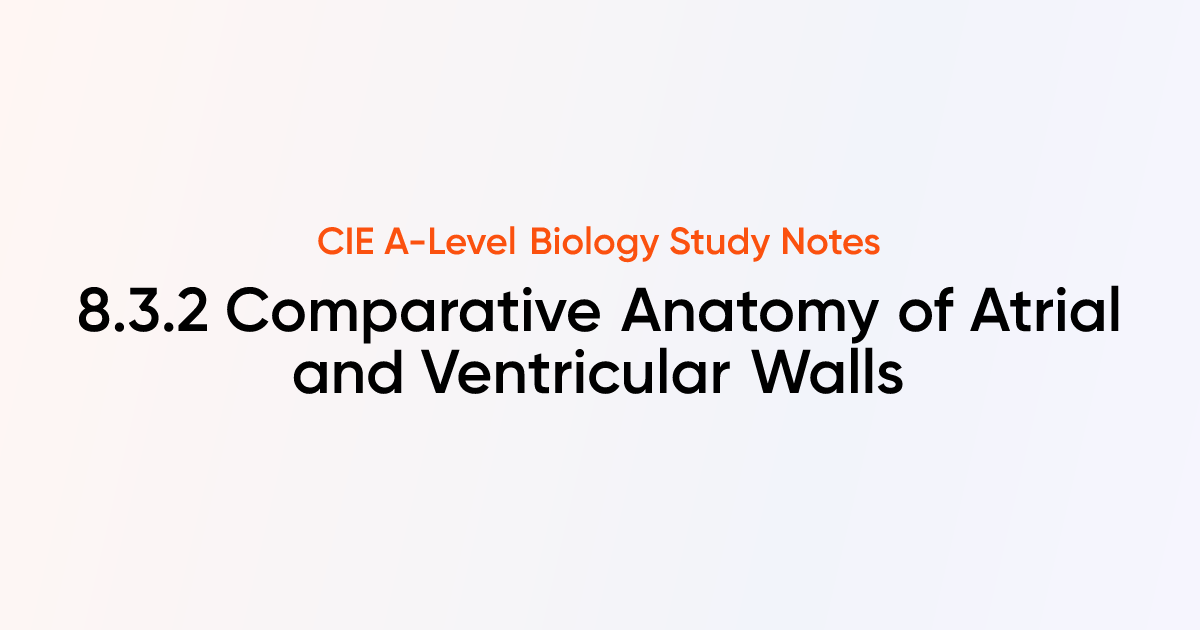 Comparative Anatomy of Atrial and Ventricular Walls (8.3.2) | CIE A ...