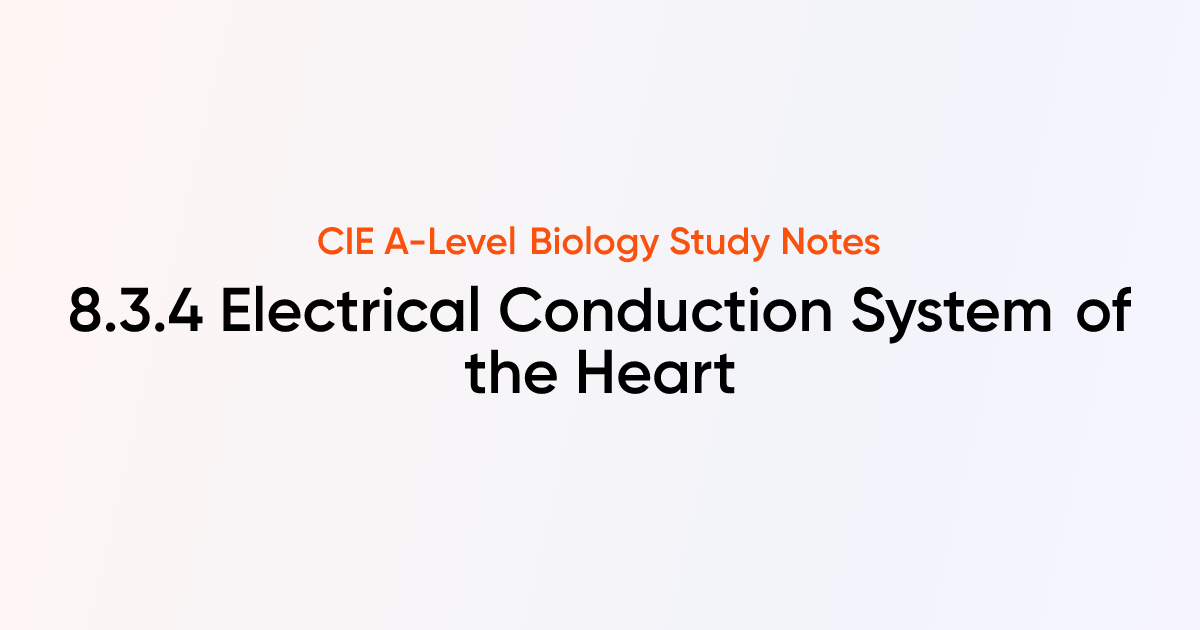 Electrical Conduction System of the Heart (8.3.4) | CIE A-Level Biology ...