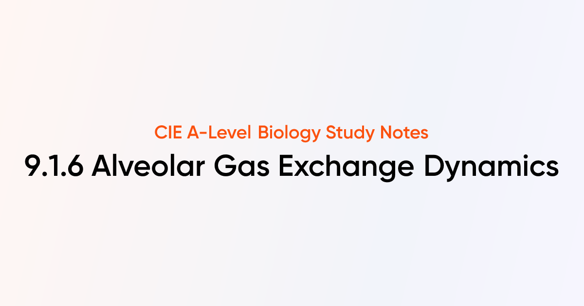 Alveolar Gas Exchange Dynamics (9.1.6) | CIE A-Level Biology Notes ...