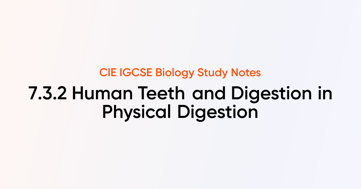 Human Teeth and Digestion in Physical Digestion (7.3.2) | CIE IGCSE ...