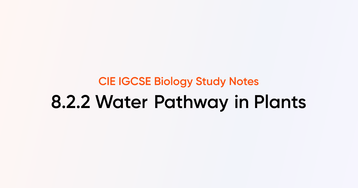 Water Pathway in Plants (8.2.2) | CIE IGCSE Biology Notes | TutorChase