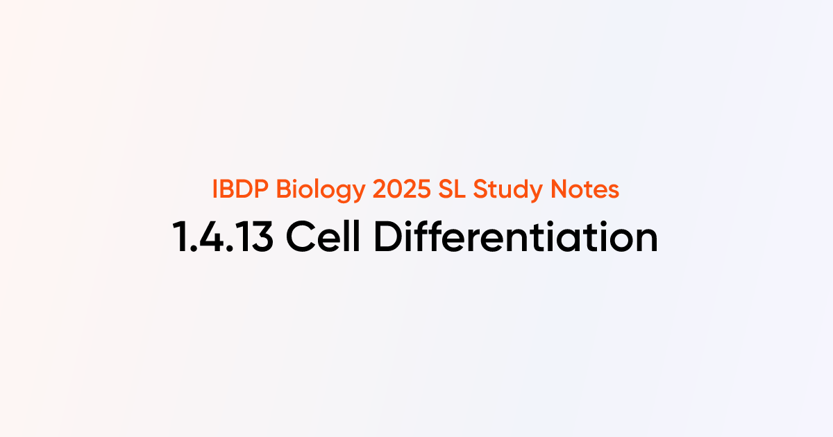 Cell Differentiation (1.4.13) | IB DP Biology SL 2025 Notes | TutorChase