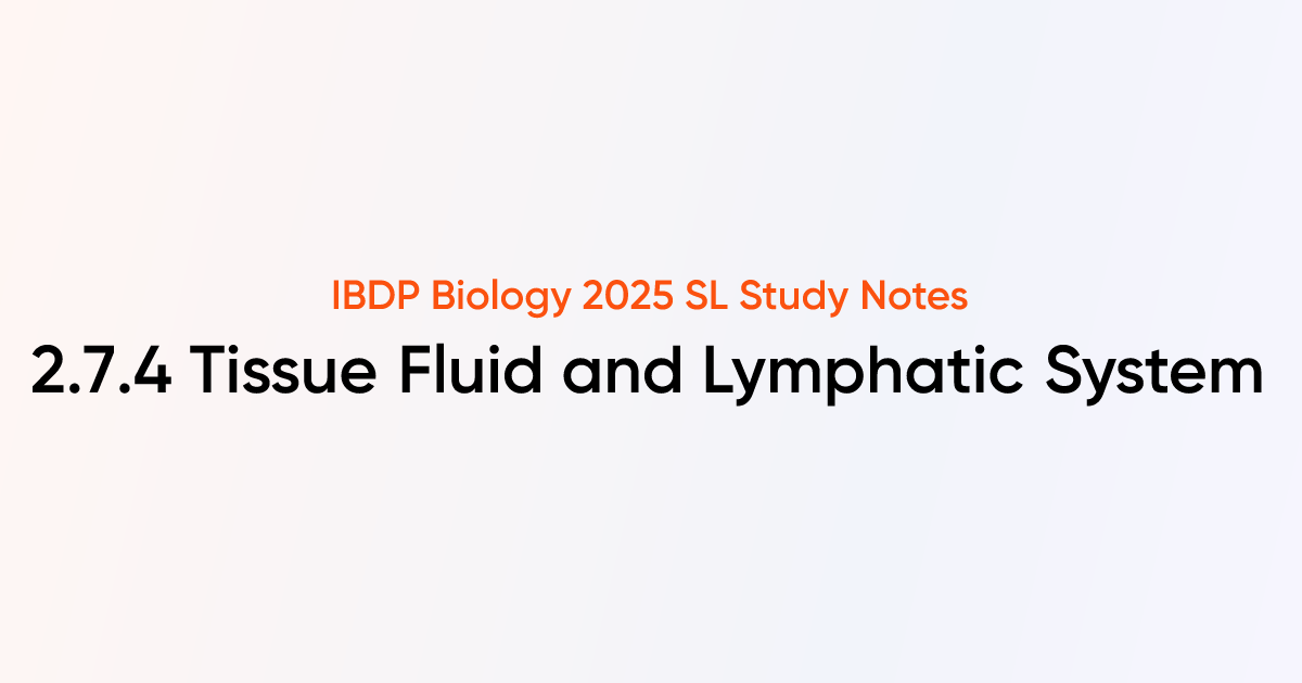 Tissue Fluid and Lymphatic System (2.7.4) | IB DP Biology SL 2025 Notes ...