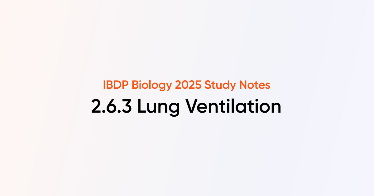 Lung Ventilation & Volumes (2.6.3) | IB DP Biology HL 2025 Notes ...
