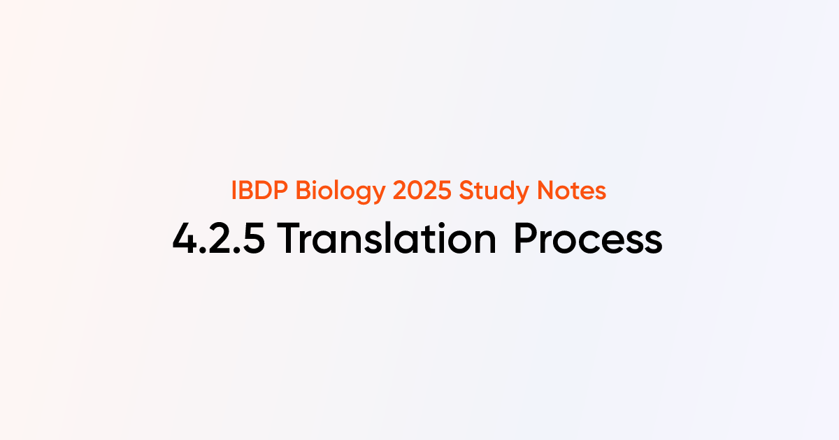 Translation Process (4.2.5) | IB DP Biology HL 2025 Notes | TutorChase