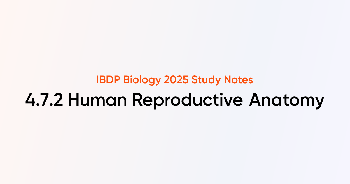 Human Reproductive Anatomy (4.7.2) | IB DP Biology HL 2025 Notes ...