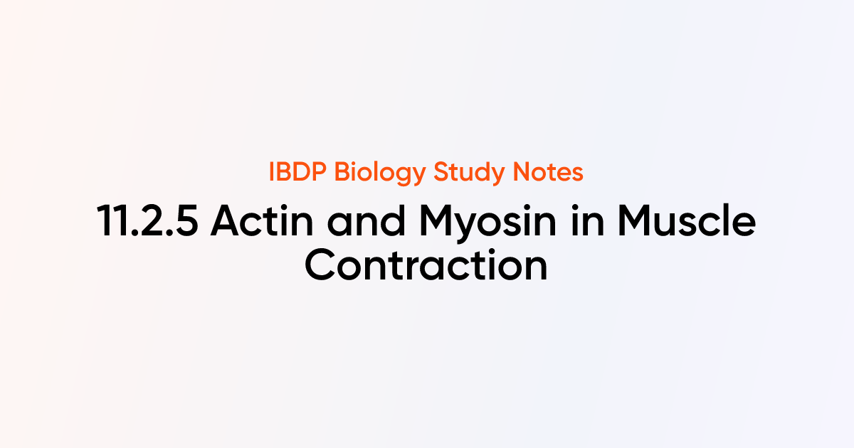 Actin and Myosin in Muscle Contraction (11.2.5) | IB DP Biology Notes ...