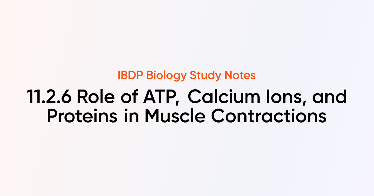 Role of ATP, Calcium Ions, and Proteins in Muscle Contractions (11.2.6 ...