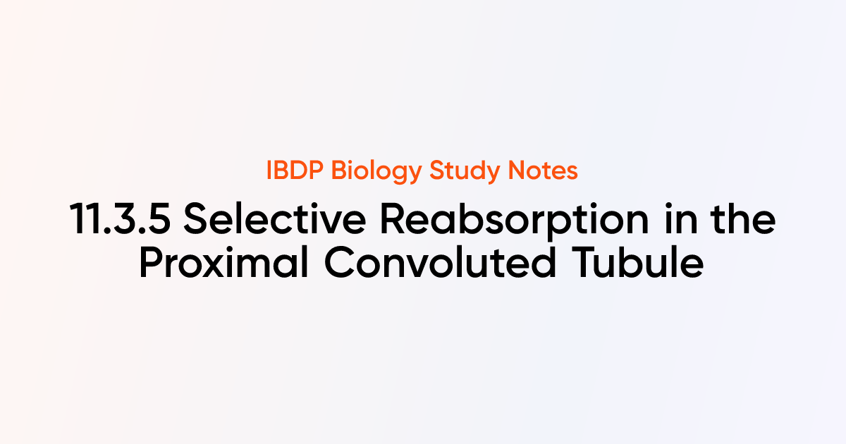 Selective Reabsorption in the Proximal Convoluted Tubule (11.3.5) | IB ...