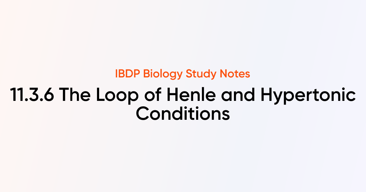 The Loop of Henle and Hypertonic Conditions (11.3.6) | IB DP Biology ...
