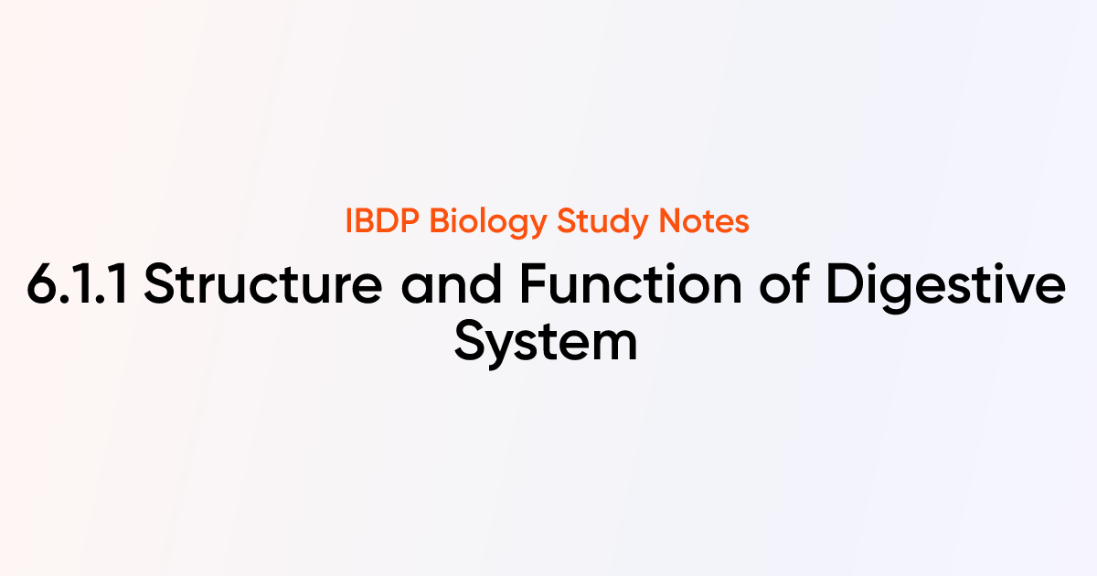 Structure and Function of Digestive System (6.1.1) | IB DP Biology ...